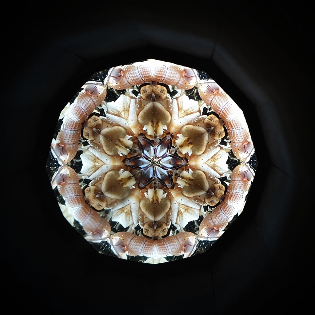 Seashells Kaleidoscope, Large Classic Kaleidoscope by Roy Cohen – Roys ...